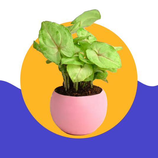 PlantNCR- online Plant Nursery in Delhi NCR | Fresh Plants Delivery ...