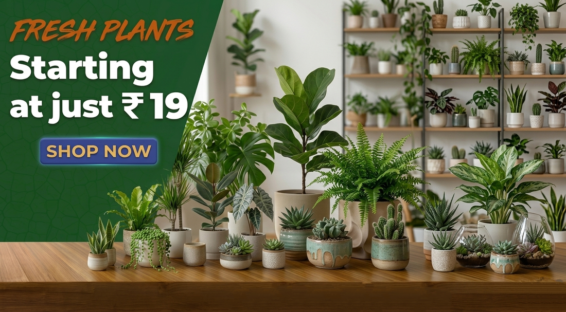 PlantNCR- online Plant Nursery in Delhi NCR | Fresh Plants Delivery ...
