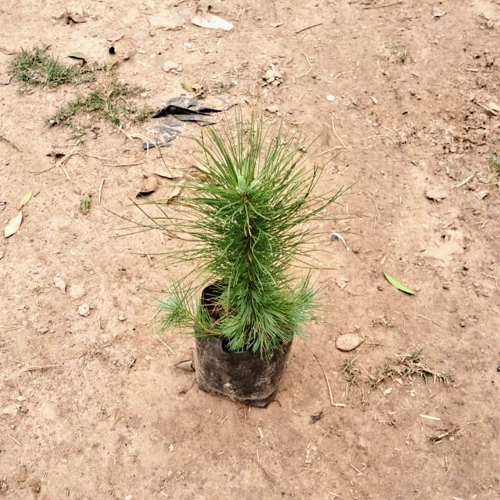 Pine / Cheed Plant Sapling - Hardy Evergreen Conifer - 4 Inch Nursery ...