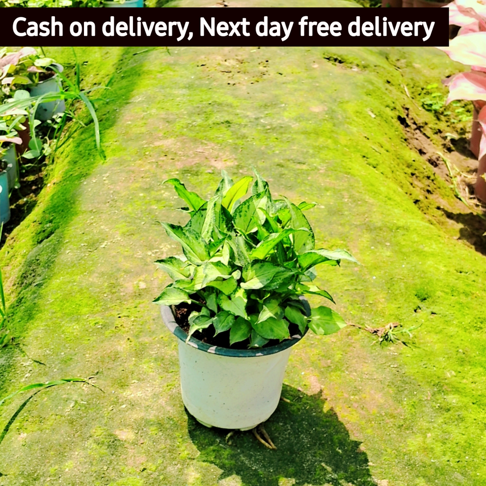 Star light Syngonium podophyllum white mix (dwarf) in 4 inch pot – Plantncr