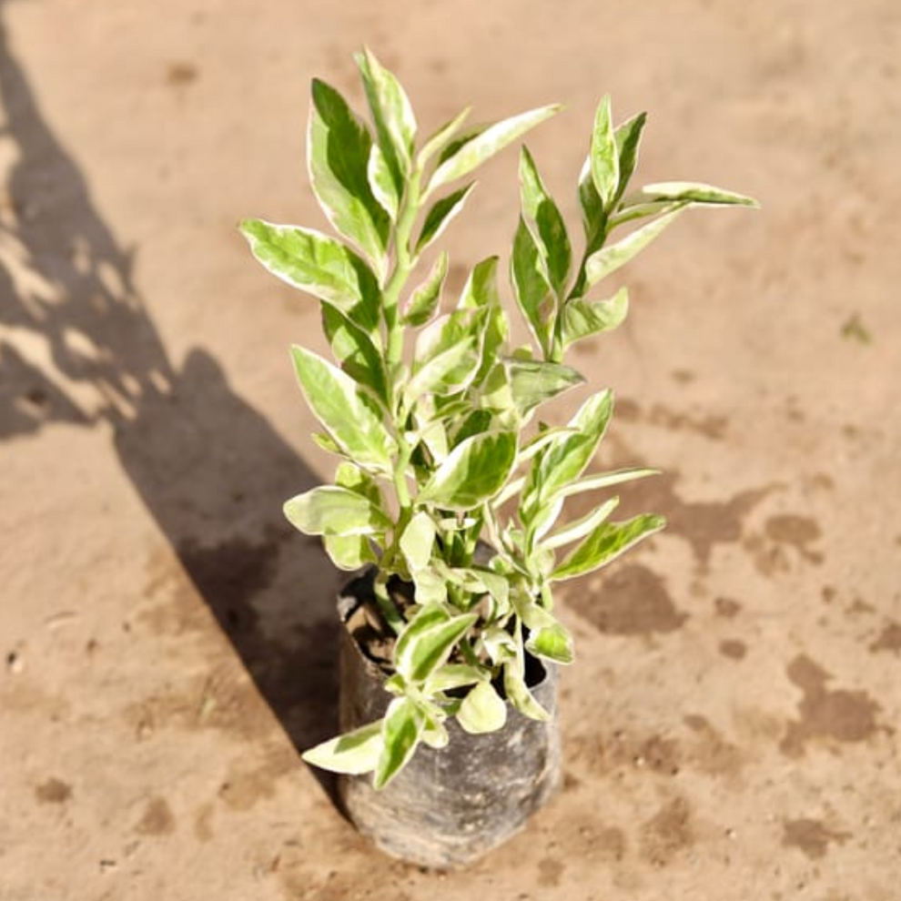 Devil's back bone plant in 4 inch polybag – Plantncr