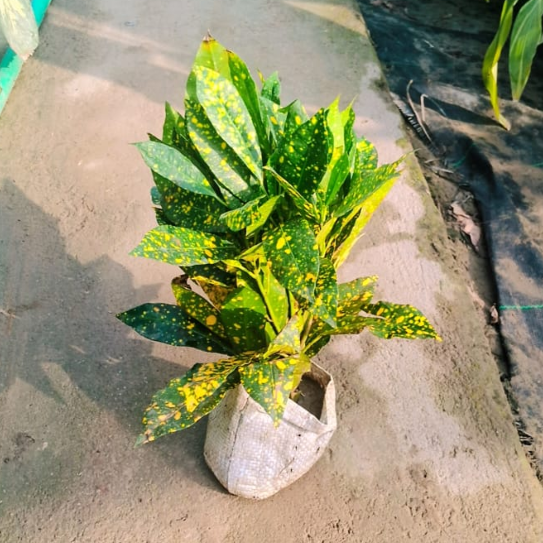 Baby Croton plant in 4 inch nursery bag – Plantncr