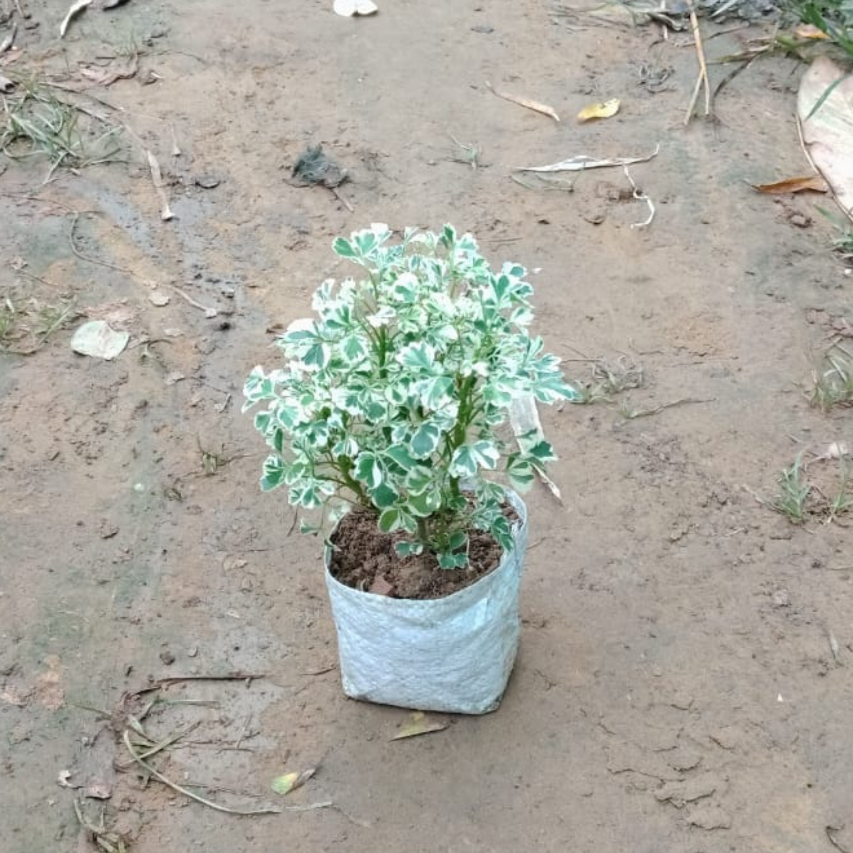 Variegated White Aralia in 4 Inch Nursery Bag – Plantncr