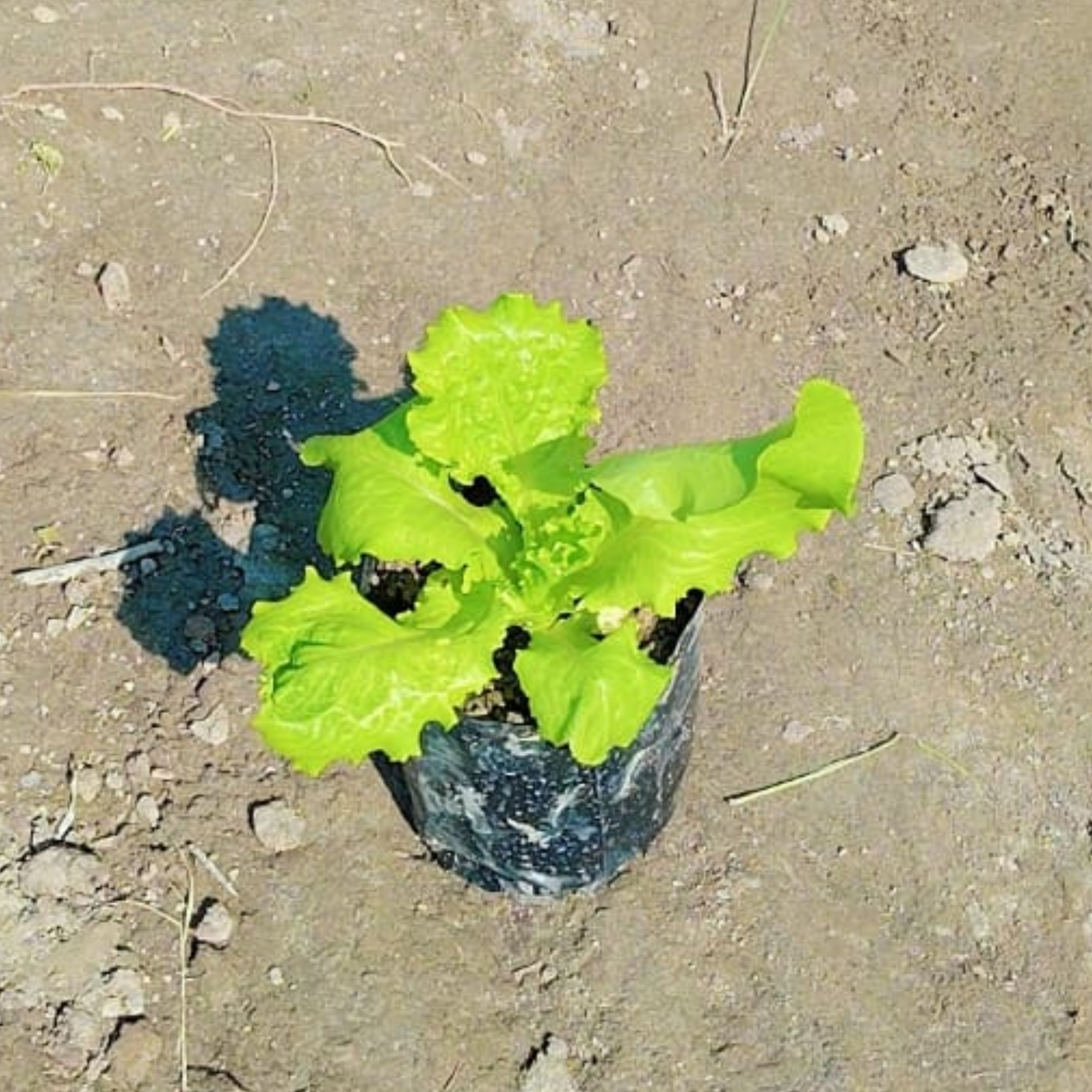 Lettuce/salad patta green(organic edible lettuce) plant in 4 inch nurs ...