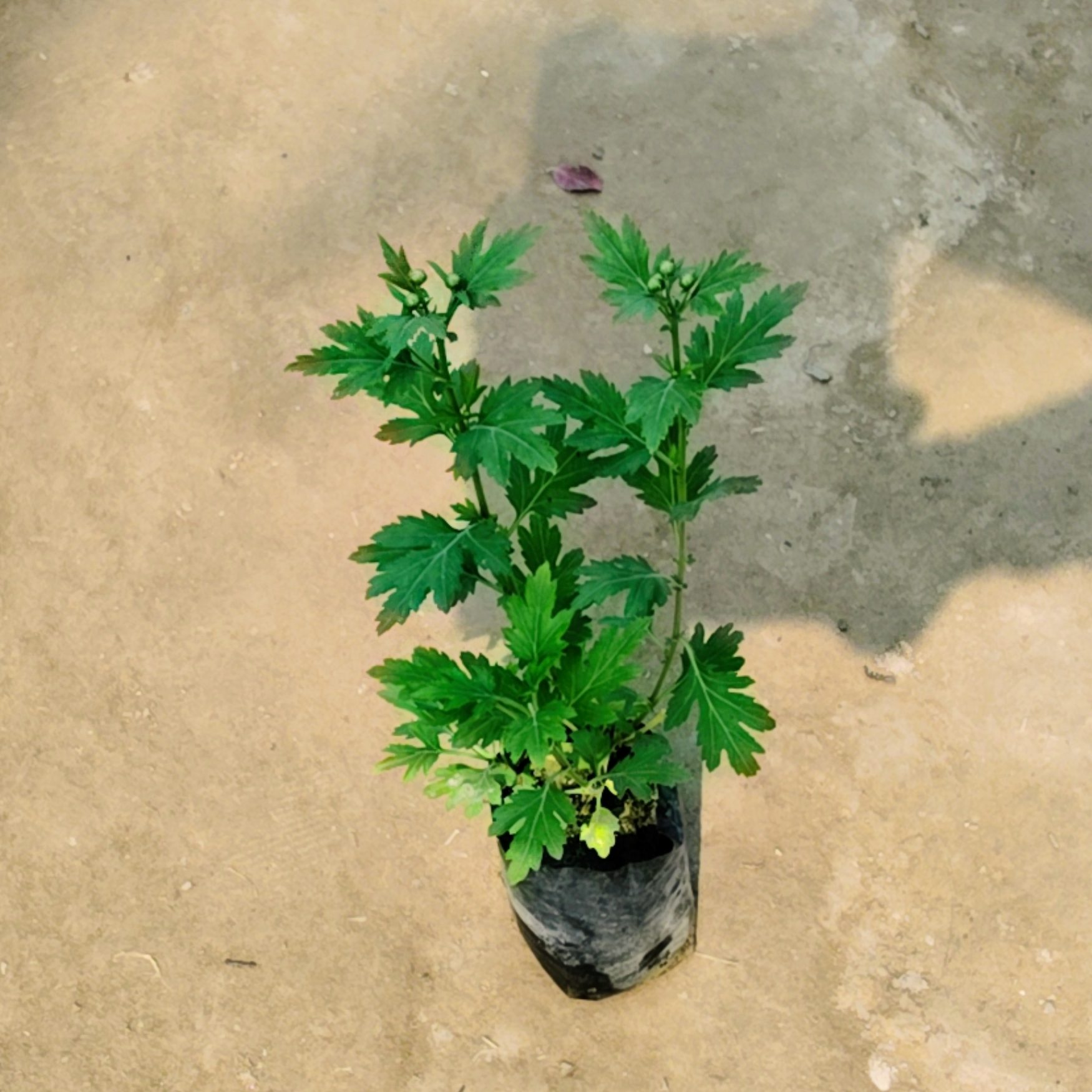Guldaudi flower plant in 4 inch polybag – Plantncr