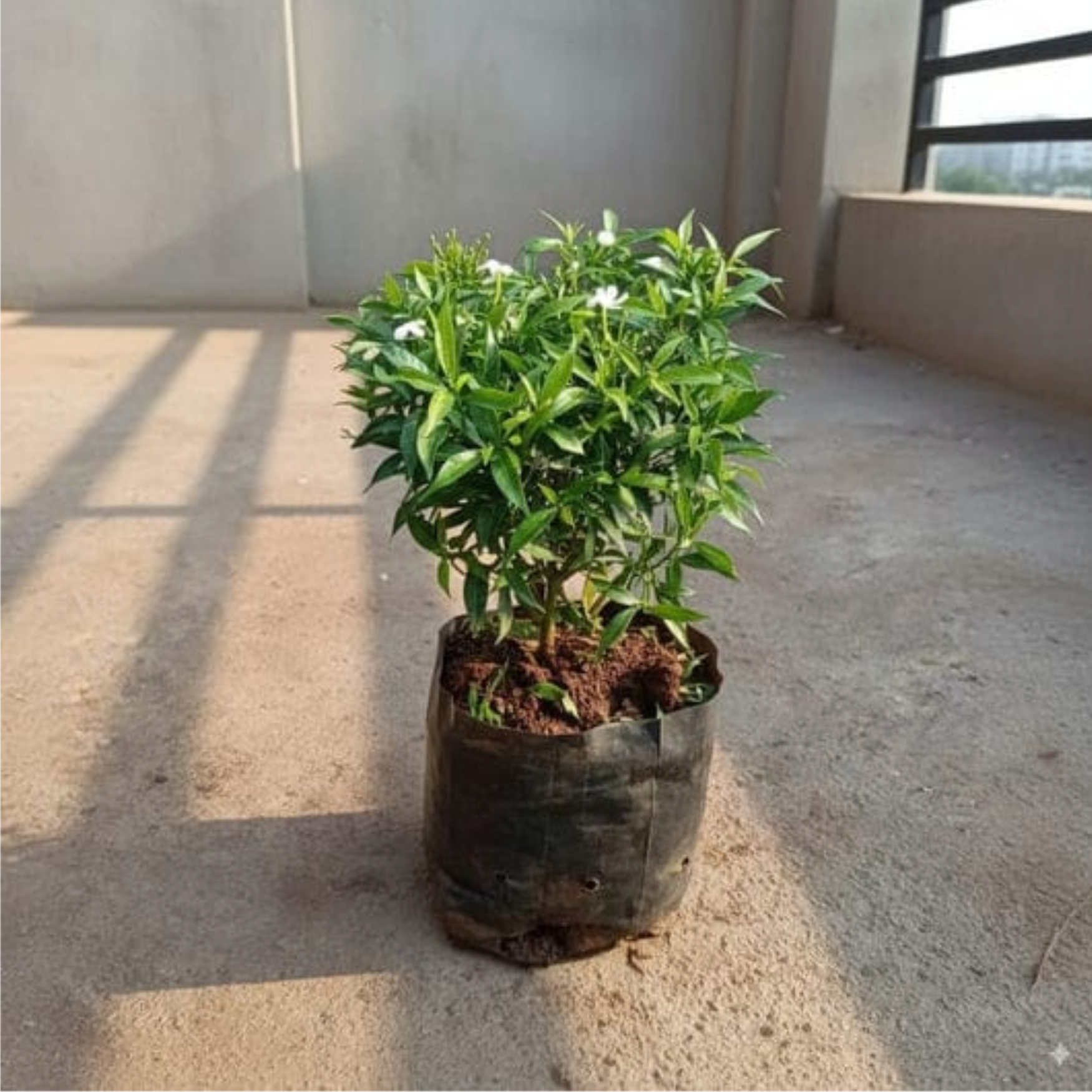 Dwarf chandani in 6 inch polybag – Plantncr